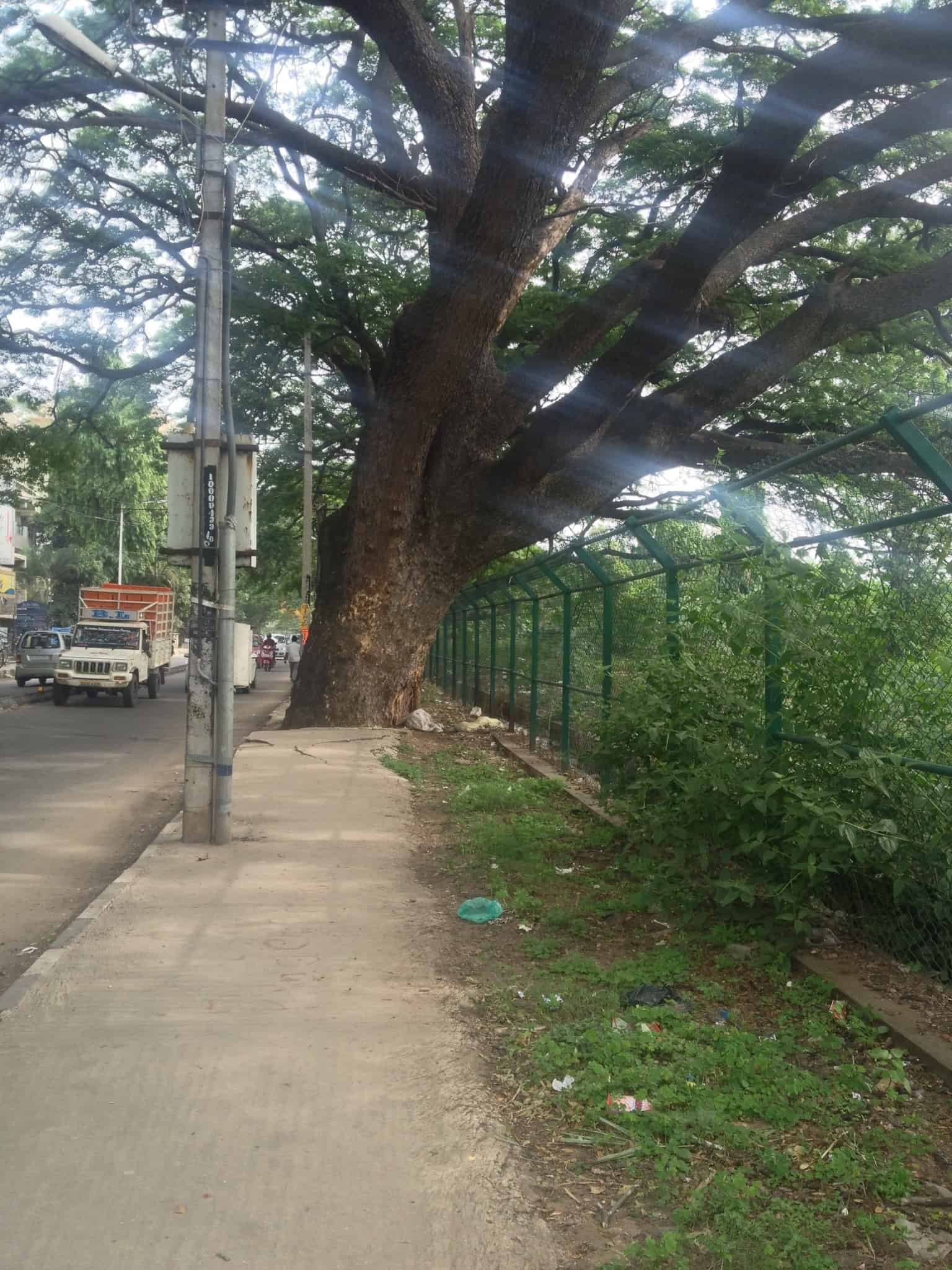 Would you cut this tree to build a road? - Shoba Narayan